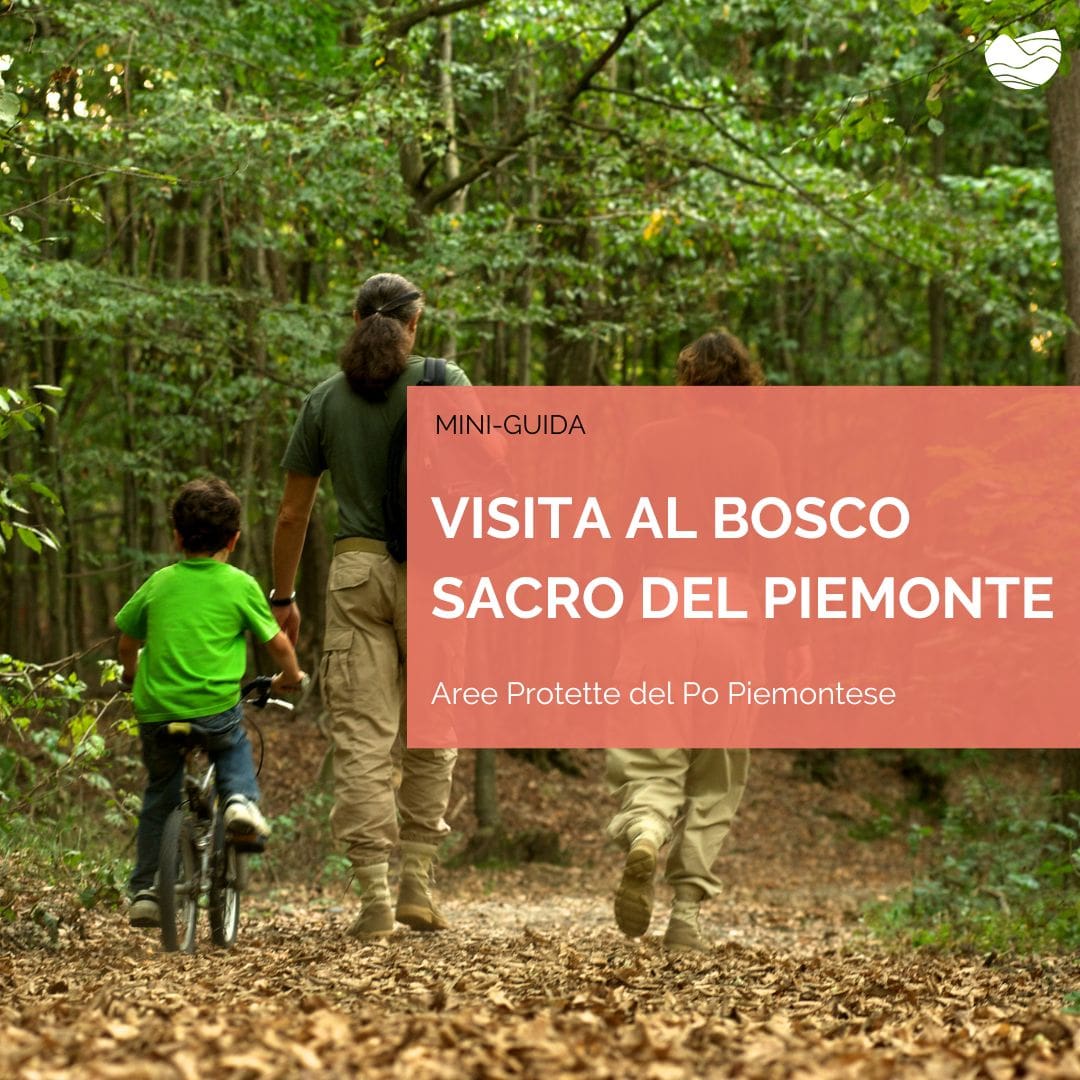 Il Bosco della Partecipanza di Trino, perla verde della Pianura Padana