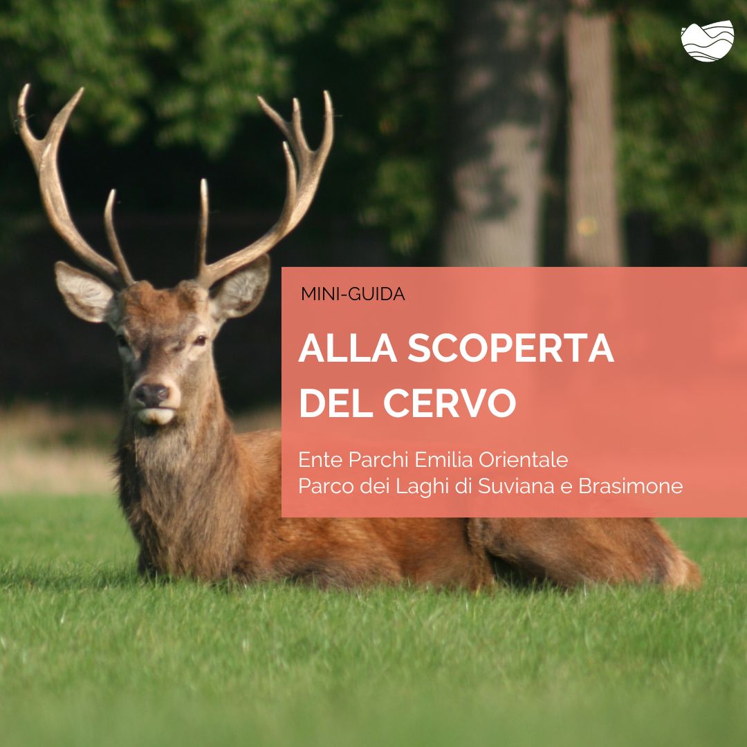 Alla scoperta del cervo sull'Appennino emiliano